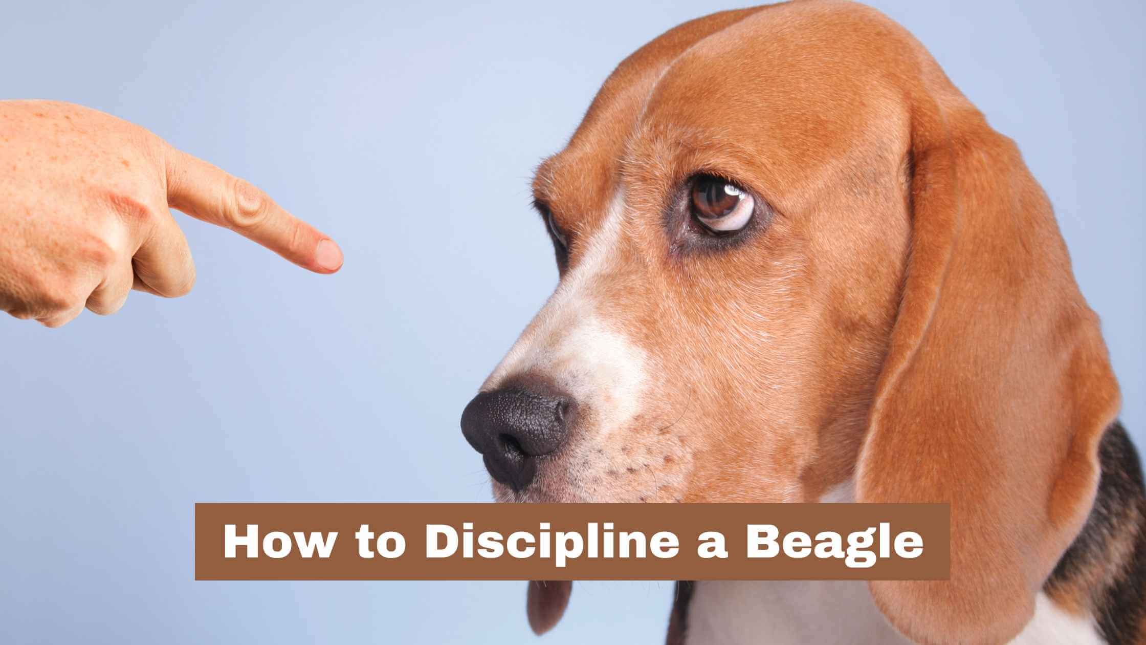How to Discipline a Beagle? (Tips and Techniques)