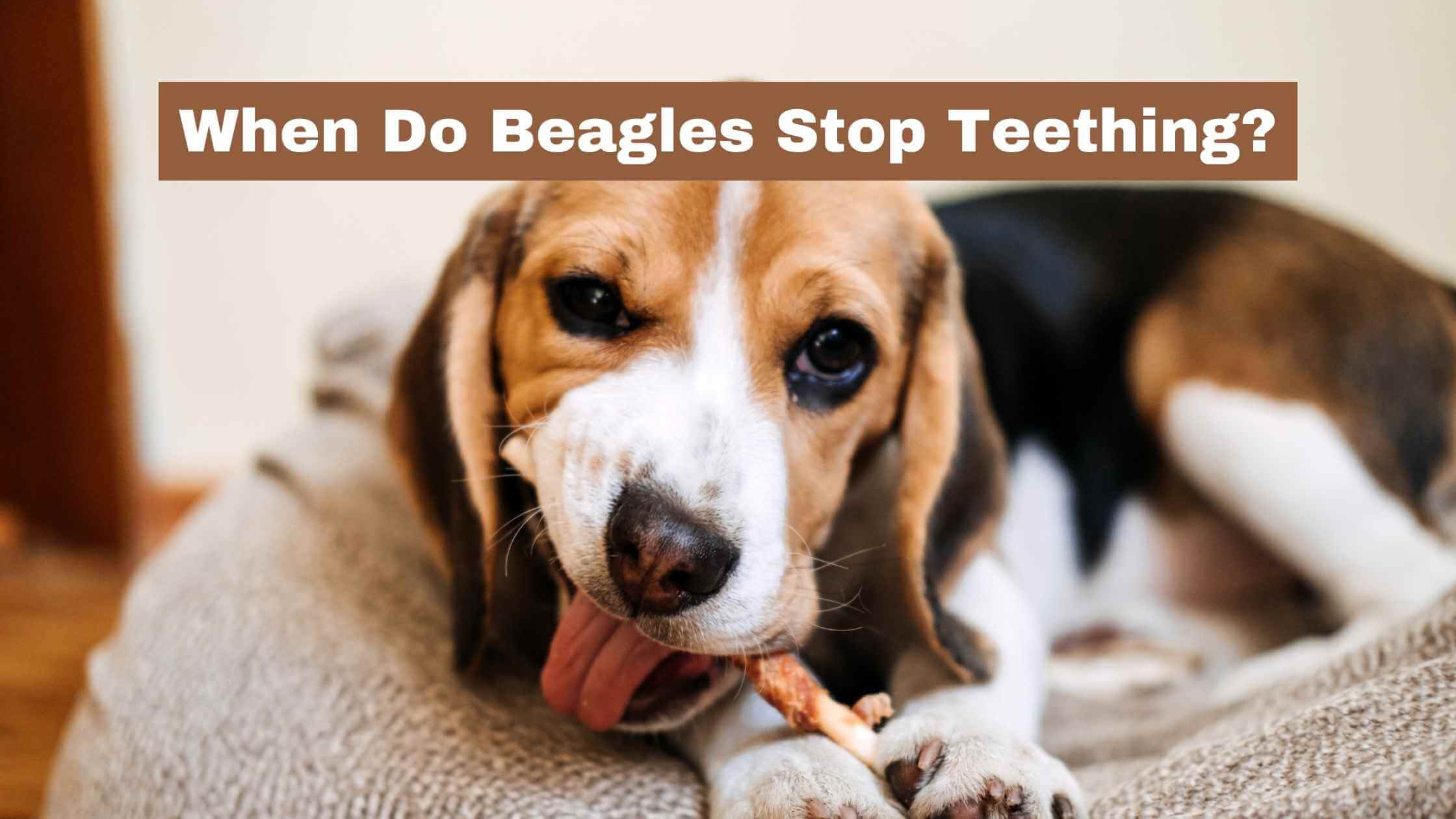 When Do Beagles Stop Teething?