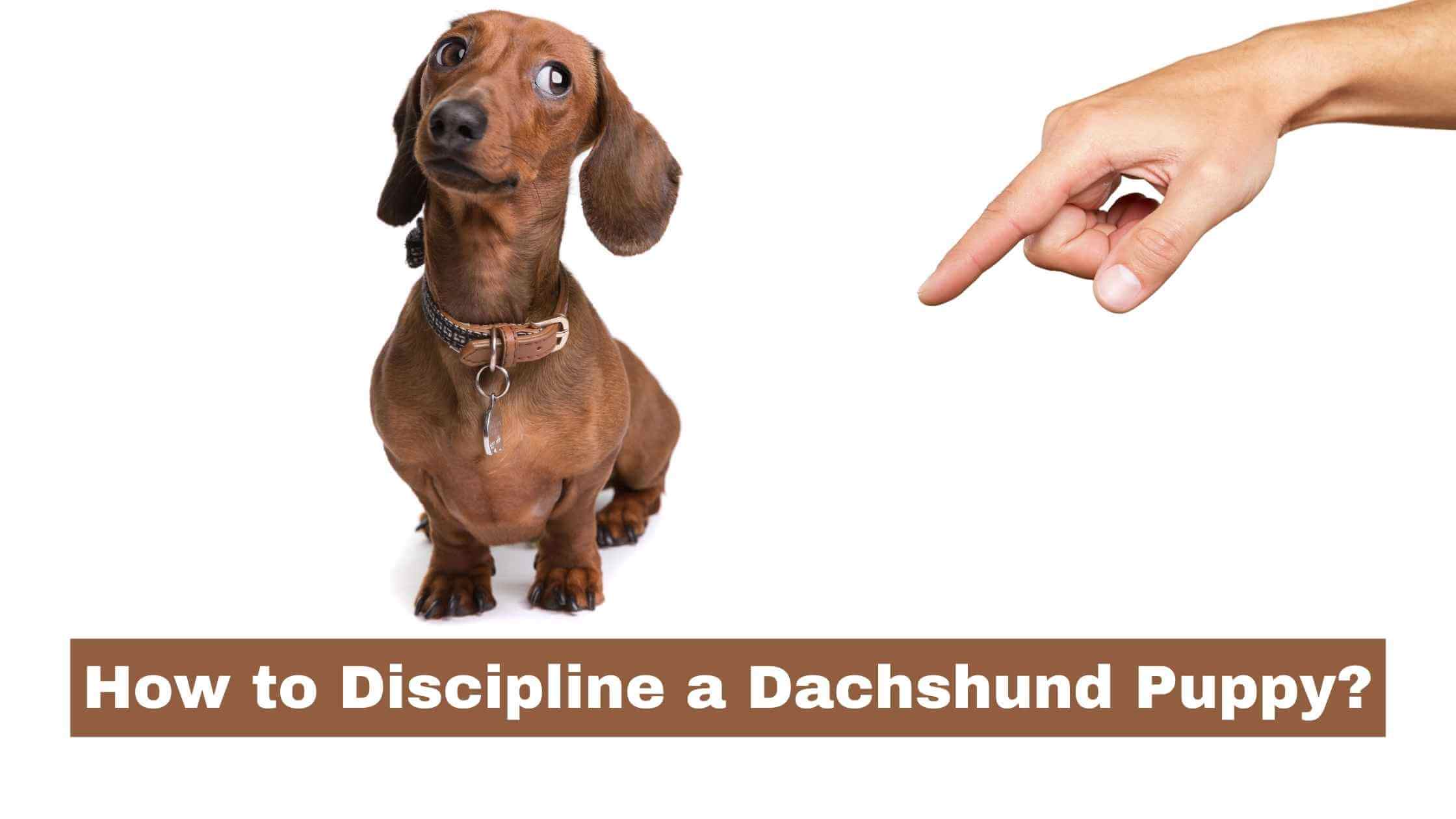 How to Discipline a Dachshund Puppy? (Effective Techniques)