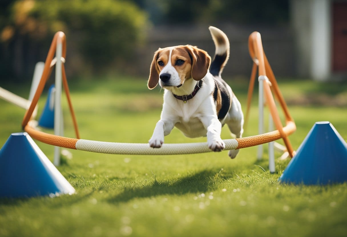 DIY Agility Course for Beagles at Home