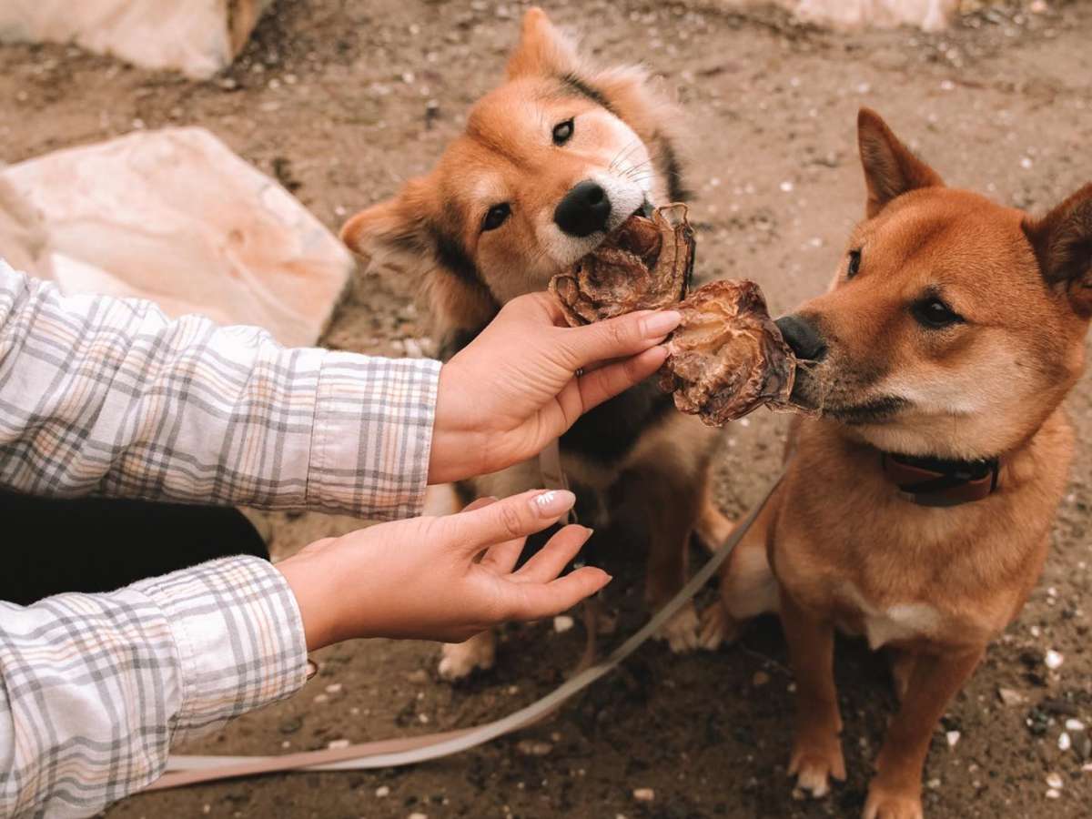 Can Dogs Eat Octopus? (A Surprising Truth)